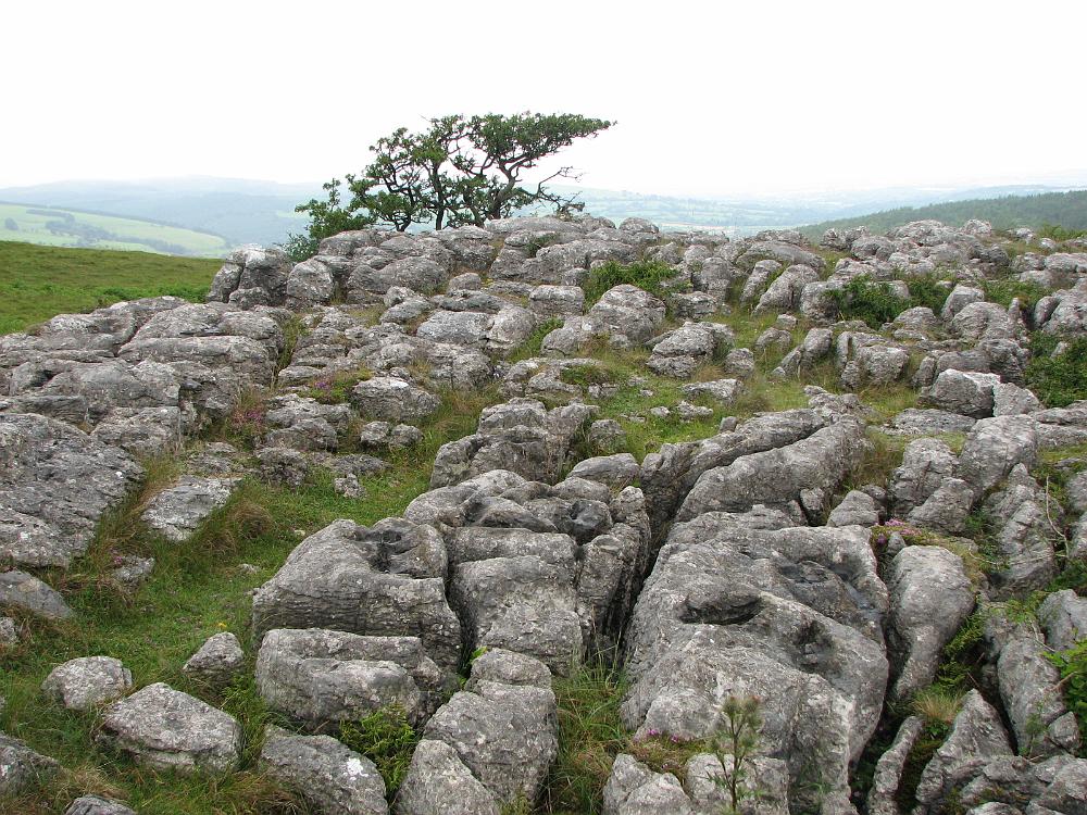 Limestone Pavement Conservation Geology Picture Gallery